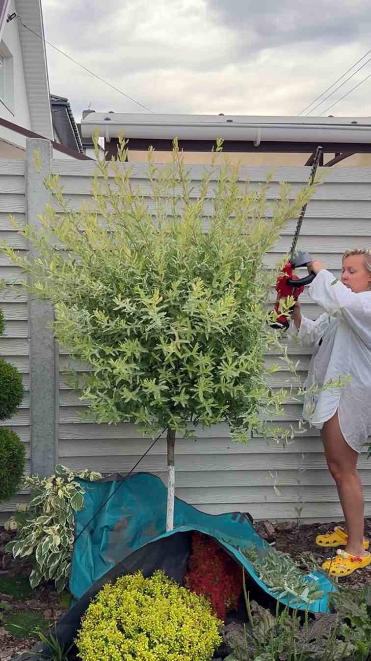 Creative Shaping of a Willow Tree into a Square Topiary