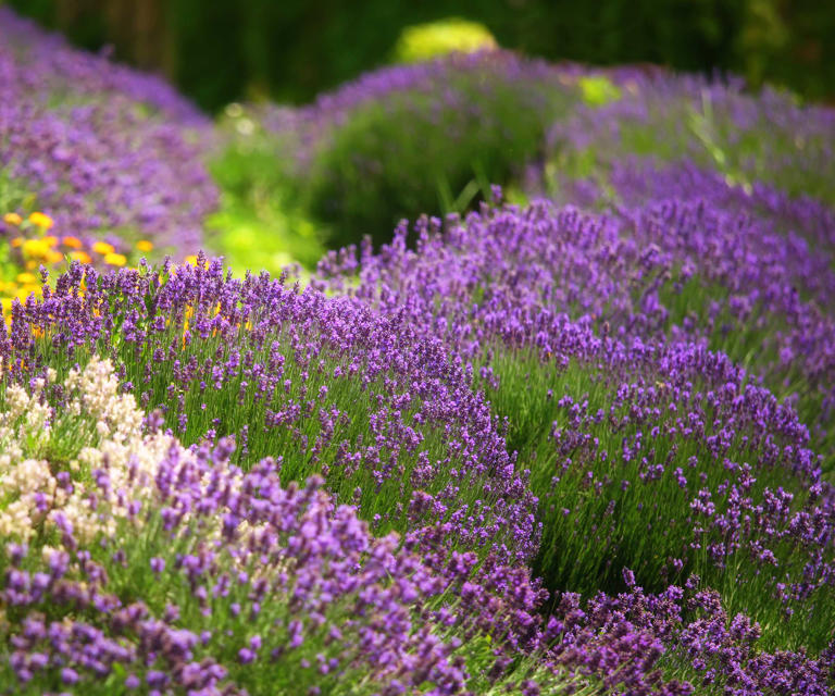 According to experts, this is the only plant you need to make your ...