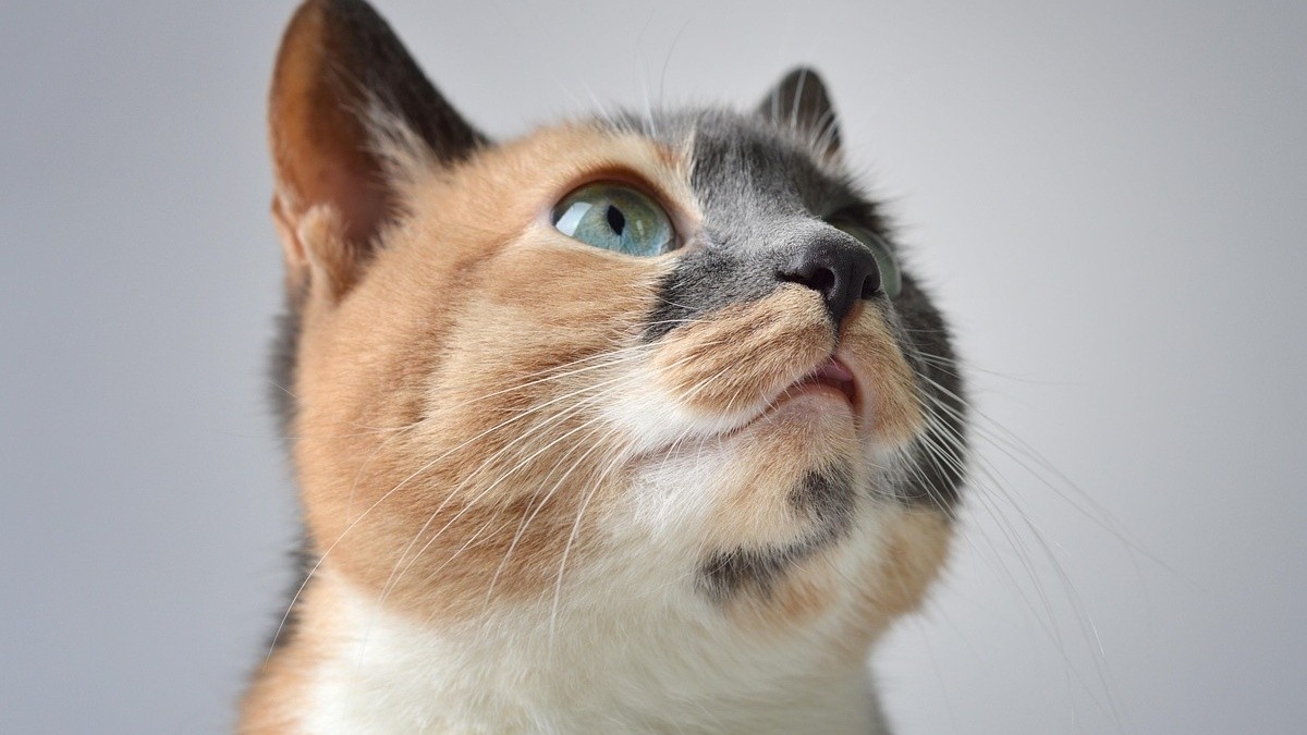 Cleaning tips to eliminate cat odor without harming your cat's well-being