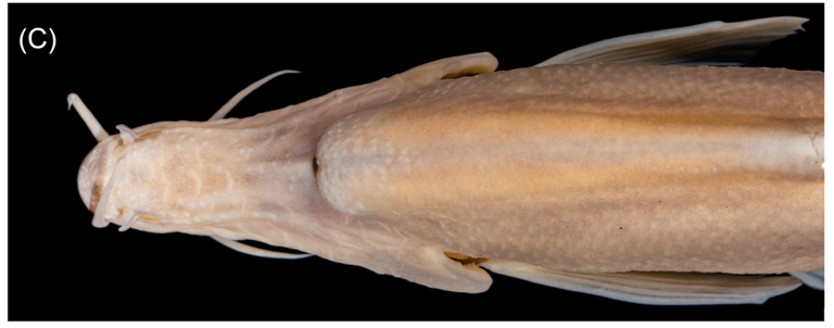 ‘Eyeless' river creature with ‘large hump' found in cave. It's a new ...