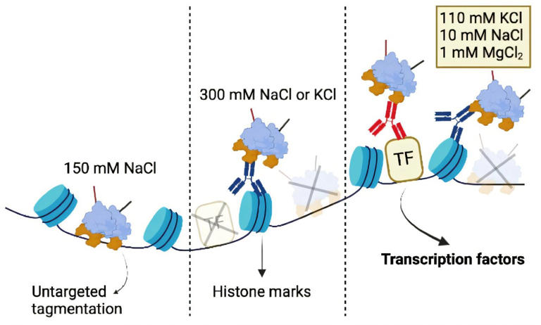 Mapping technique can detect binding of proteins to DNA at single-cell ...