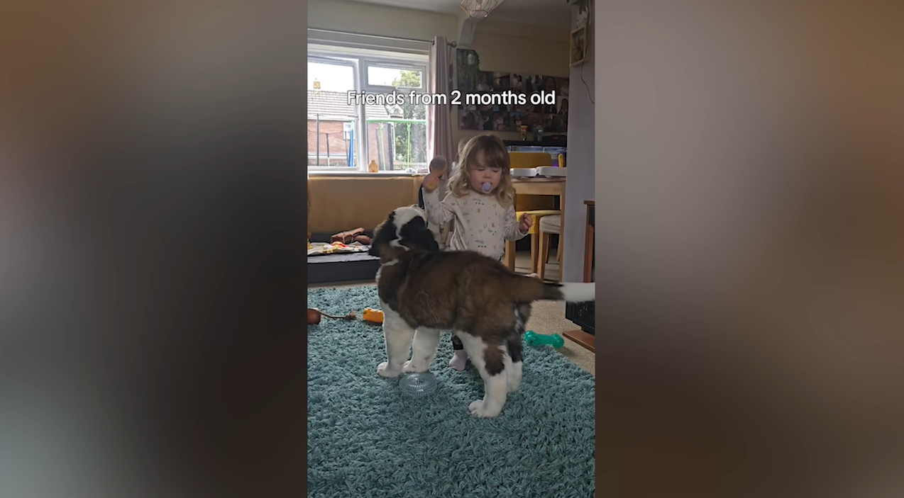 Girl’s Bond With ‘Nanny’ St. Bernard Puppy Melts Hearts