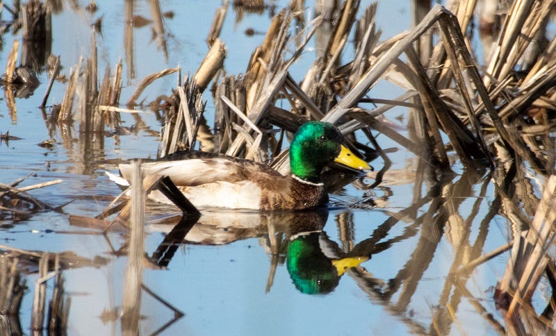 California wildlife officials report boom in duck populations