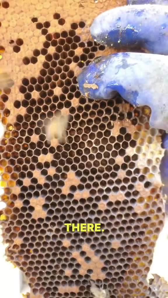 Massive Hidden Beehive Discovered Inside House Wall