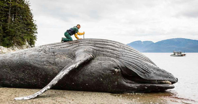 Dozens of Whales With Empty Stomachs Wash Ashore the West Coast — and ...
