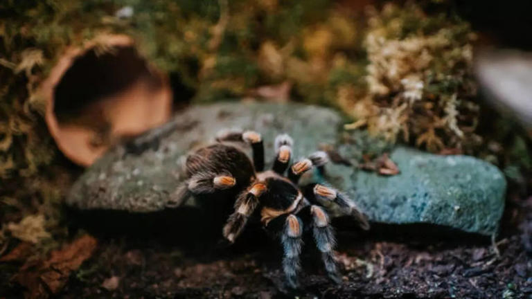Tarantula season in the US: These states can expect 'hordes' of ...