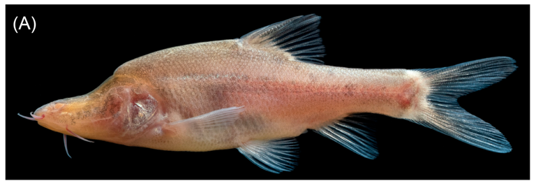 ‘Eyeless' river creature with ‘large hump' found in cave. It's a new ...