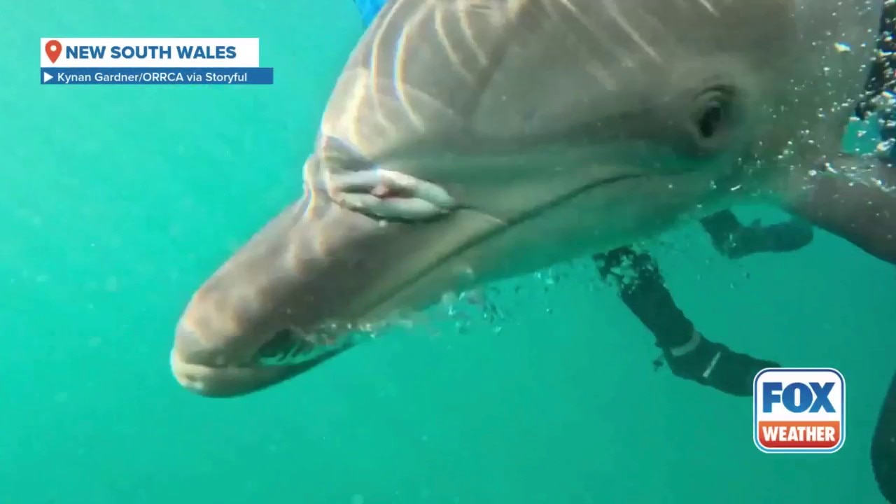 Dolphin calf rescued from fishing net