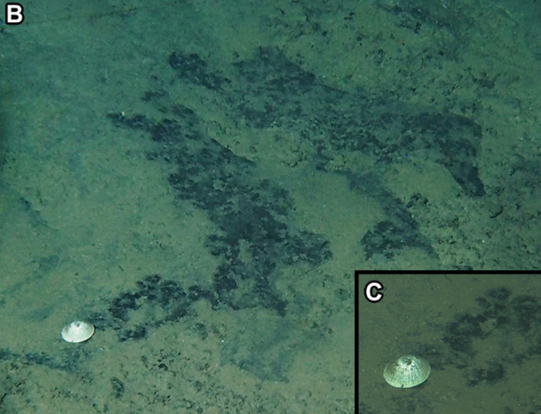 ‘Mythical' deep-sea creature - found by a submarine - is new species ...