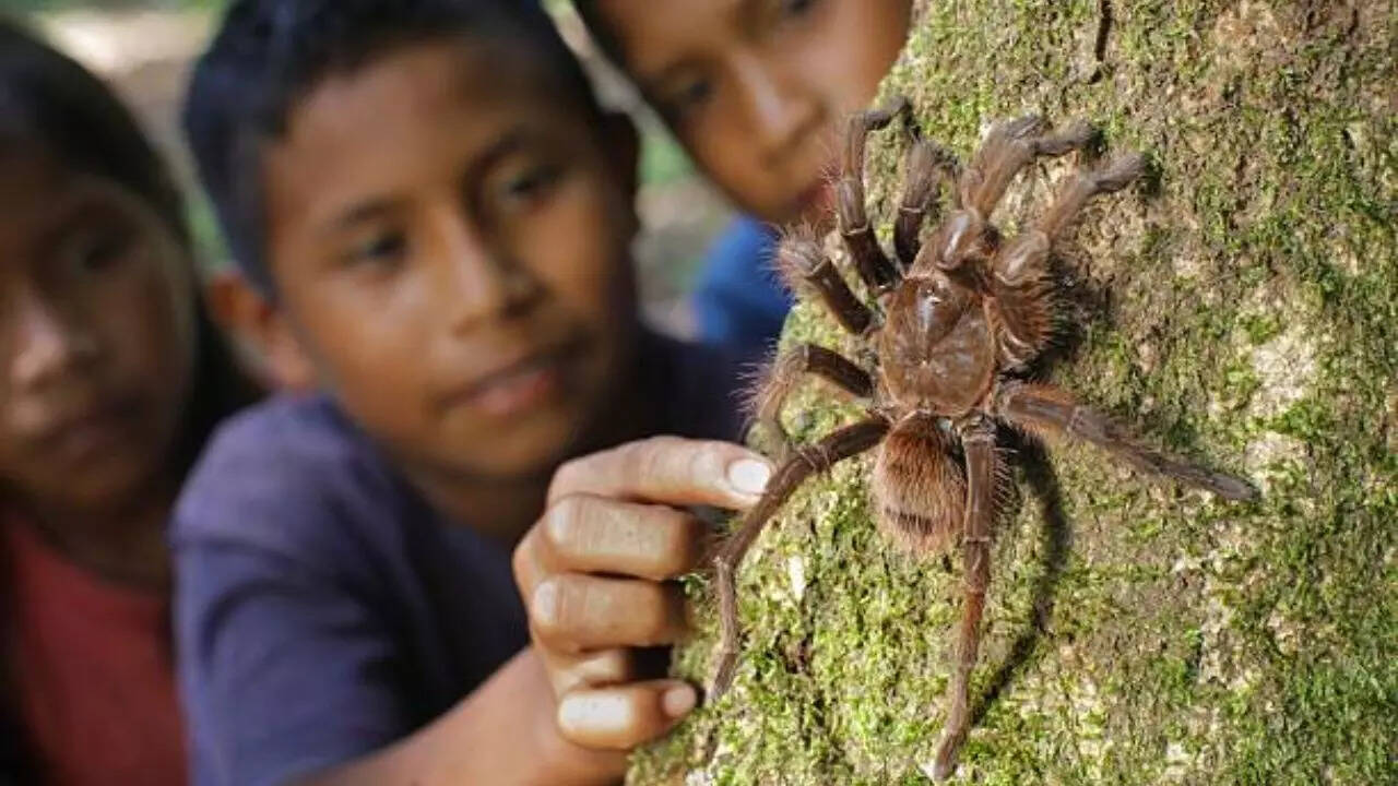 Tarantula season in the US: These states can expect 'hordes' of ...