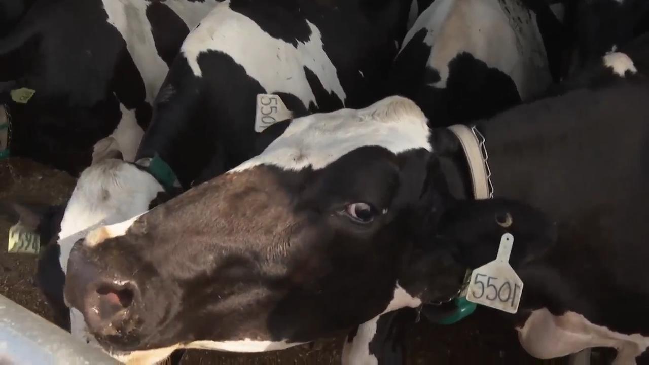 Moo-ving day arrives for dozens of dairy cattle at Michigan State ...