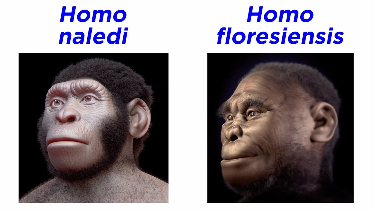 Late Surviving Oddballs: Homo naledi and Homo floresiensis
