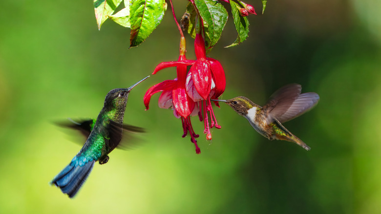 Invite Hummingbirds To Your Front Lawn With This Gorgeous Yellow Tree