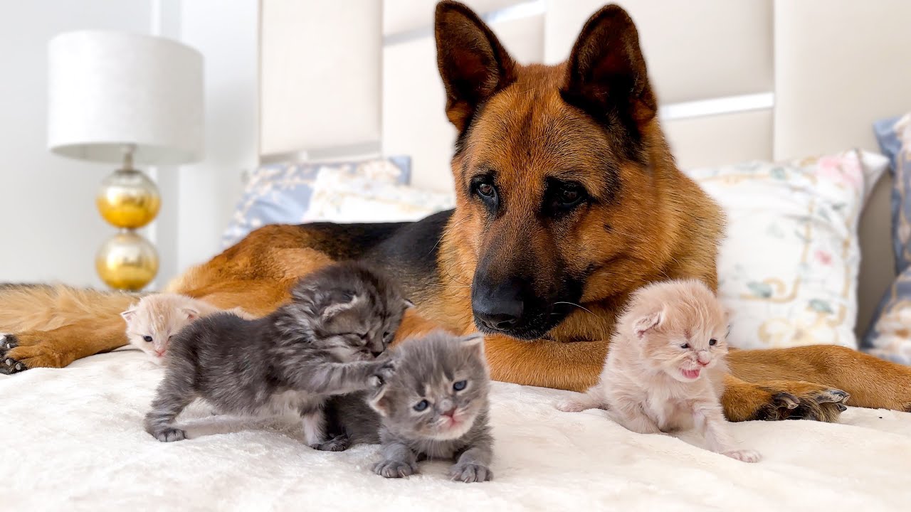 German Shepherd Confused by Cute Baby Kittens