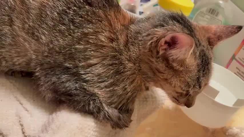 Cat Left In Car In 100 Degree Weather