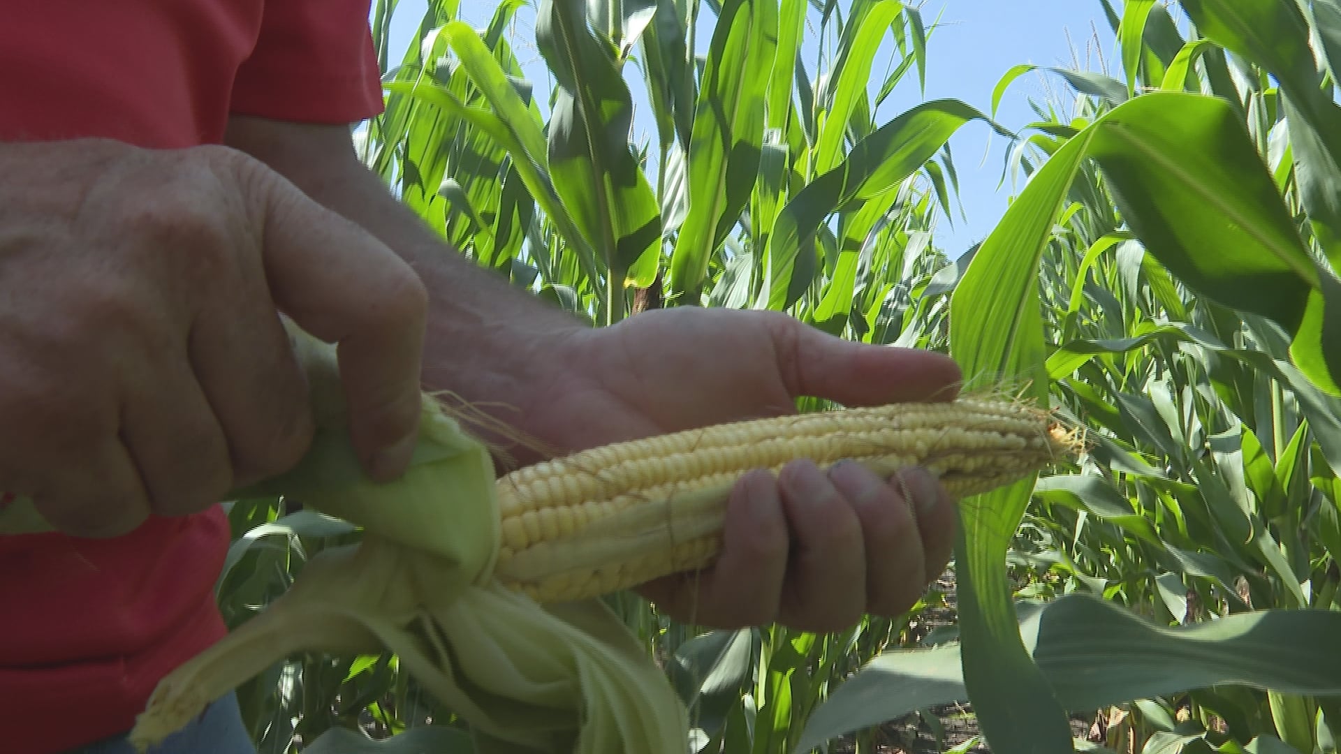 A perfect storm: Corn Sweat more noticeable this year from heat and ...
