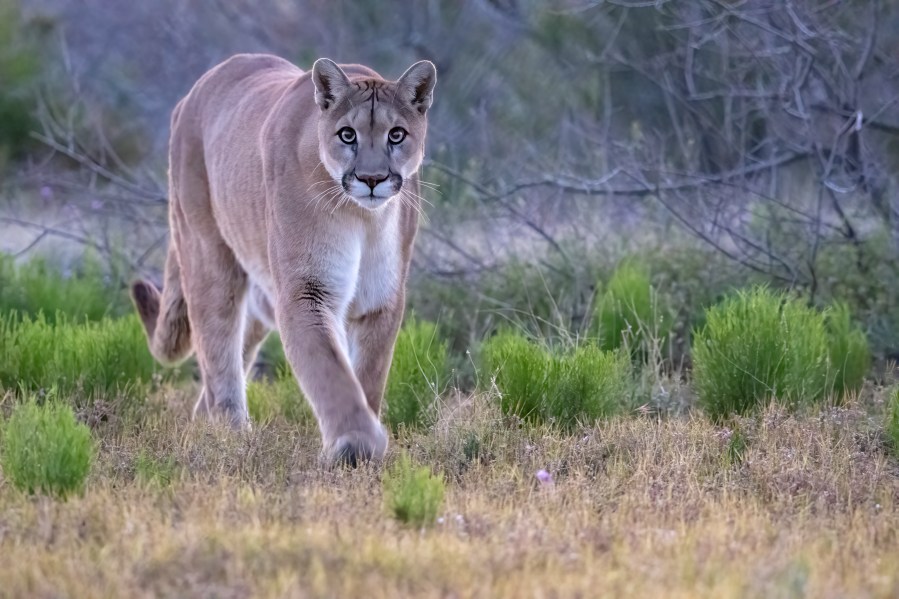 Mountain lion sightings rise in Kansas, here’s where they’ve been spotted
