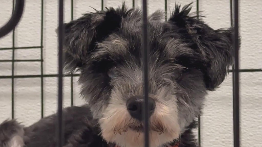 Detroit Dog Rescue in urgent need of fosters after taking in dozens of ...