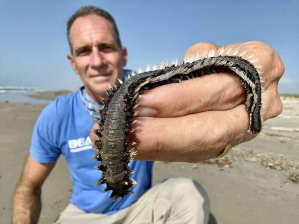 Nightmarish stinging fireworms are washing up on Texas beaches