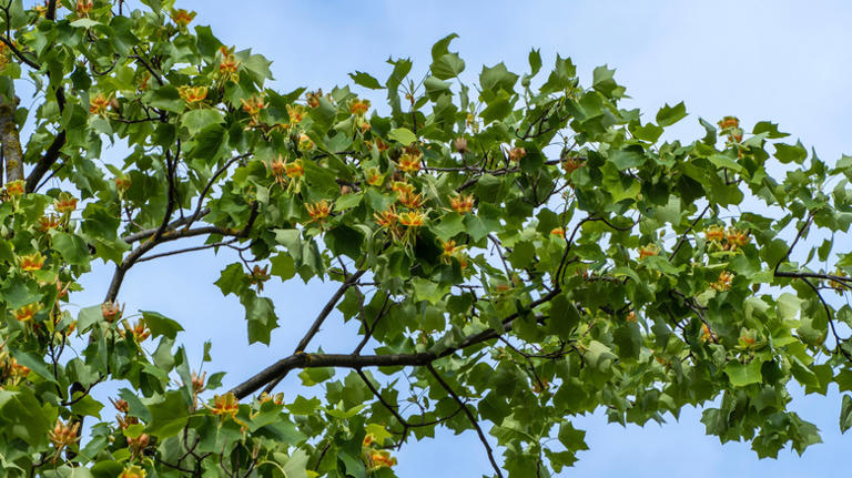 Invite Hummingbirds To Your Front Lawn With This Gorgeous Yellow Tree