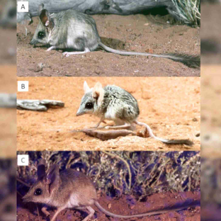 Pint-sized marsupials with 'paintbrush tails' found in deep Australia ...