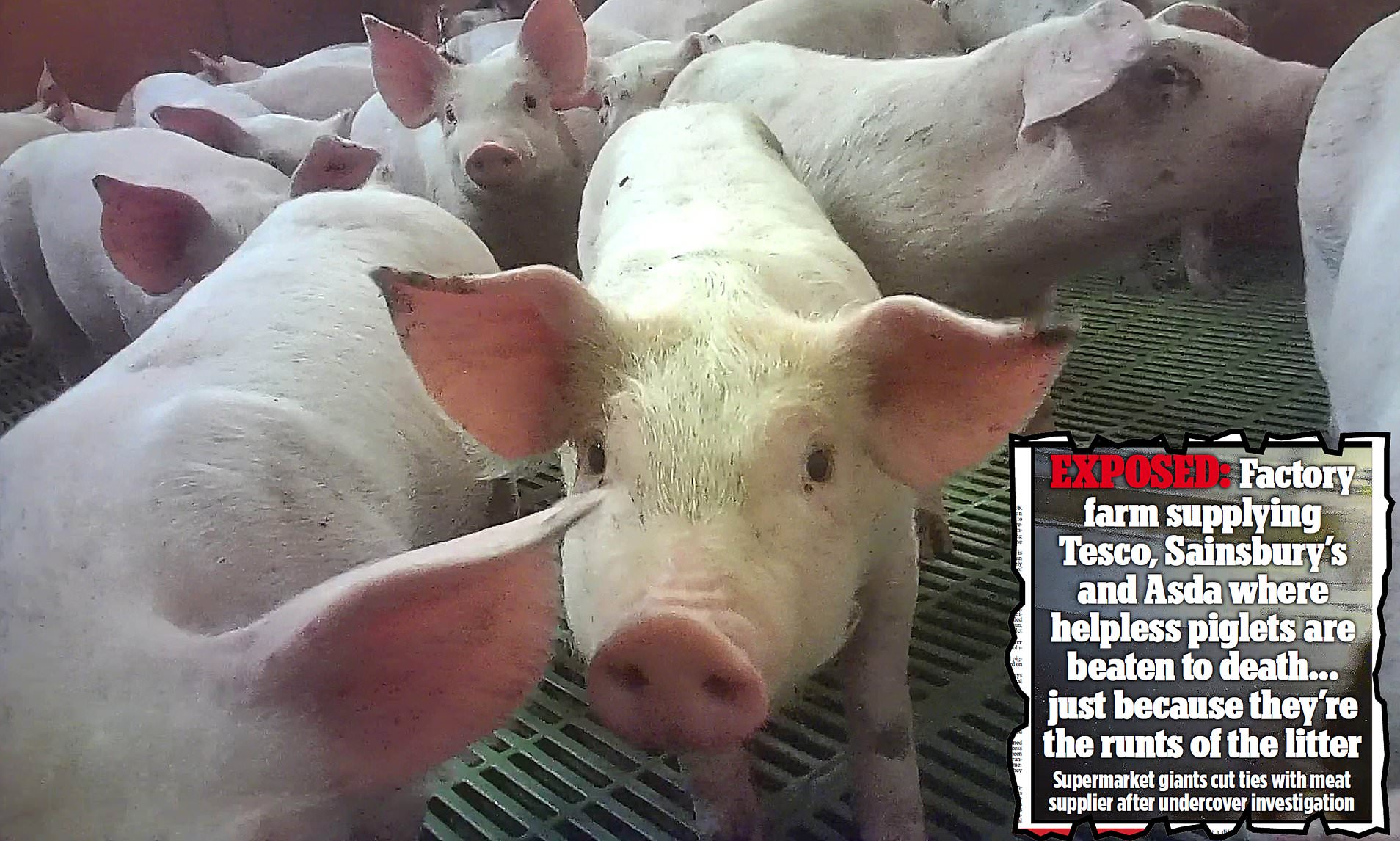 Pork producer Cranswick sacks four workers in animal cruelty probe at ...