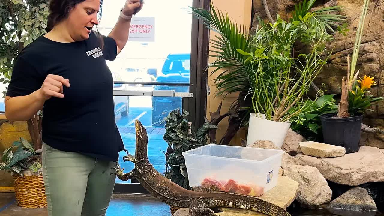 Monitor lizard agility and feeding time!