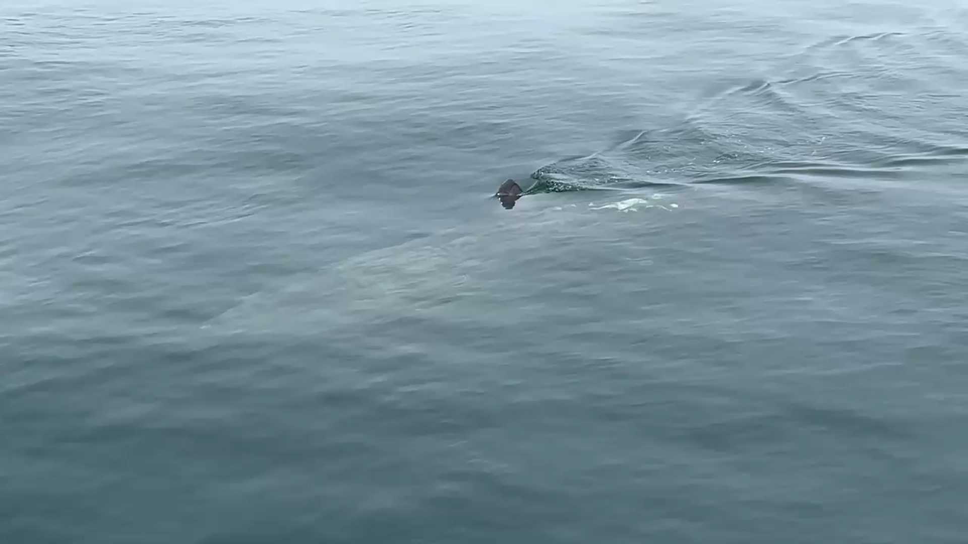 Basking shark spotted off island along Maine's Midcoast