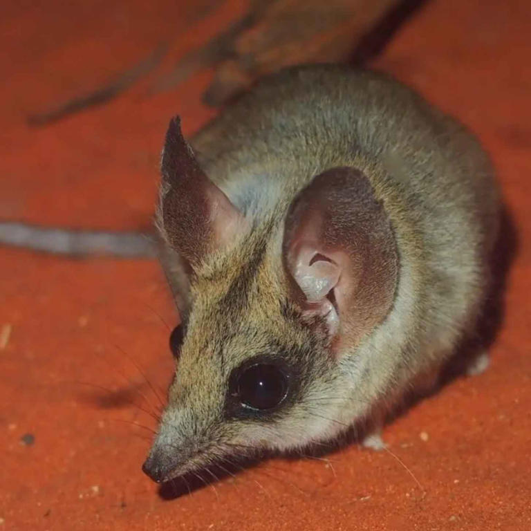 Pint-sized marsupials with 'paintbrush tails' found in deep Australia ...