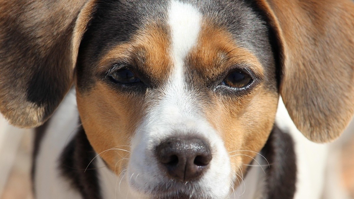 ¿Por qué los perros deciden convertirse en los guardianes de tu vida y ...