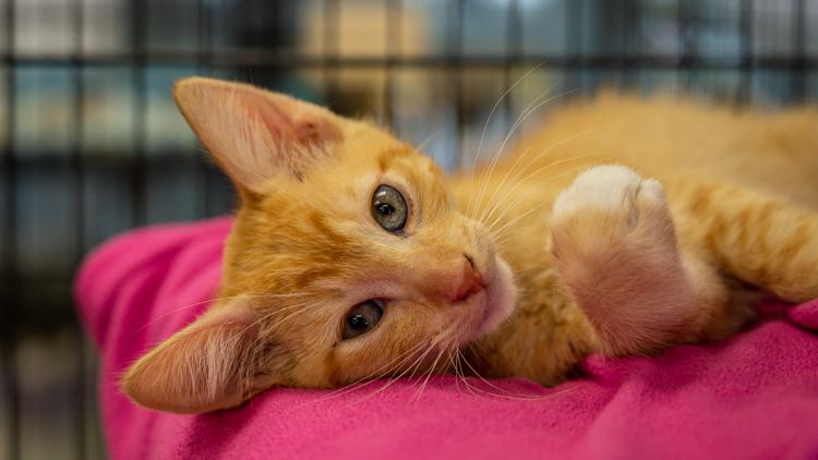 Schertz Animal Services seeks public's help with donations for rescued pets