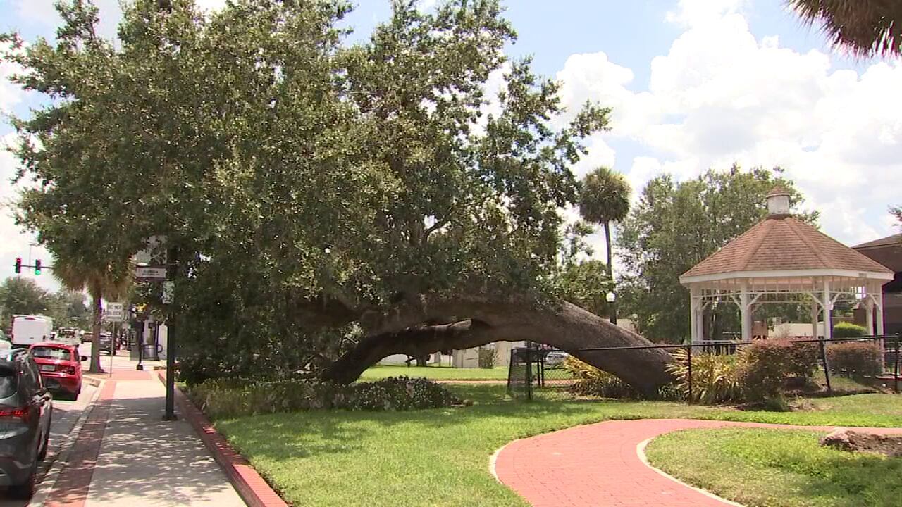 Iconic tree in Orlando’s College Park to be removed