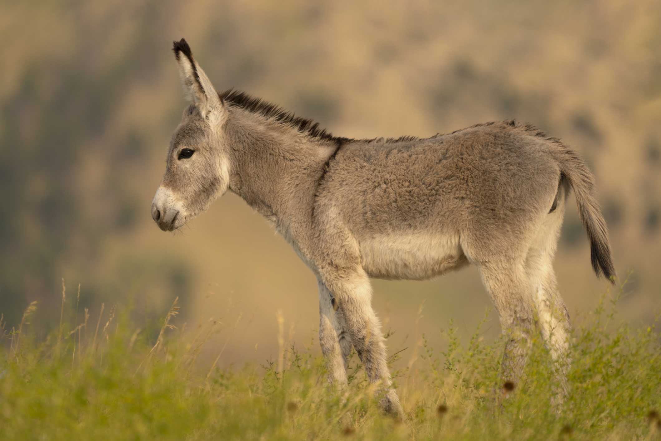 Donkey euthanized due to health issues, owner accused of animal cruelty