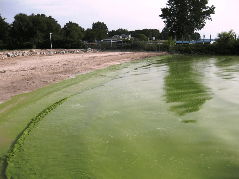 How to protect yourself from toxic algae
