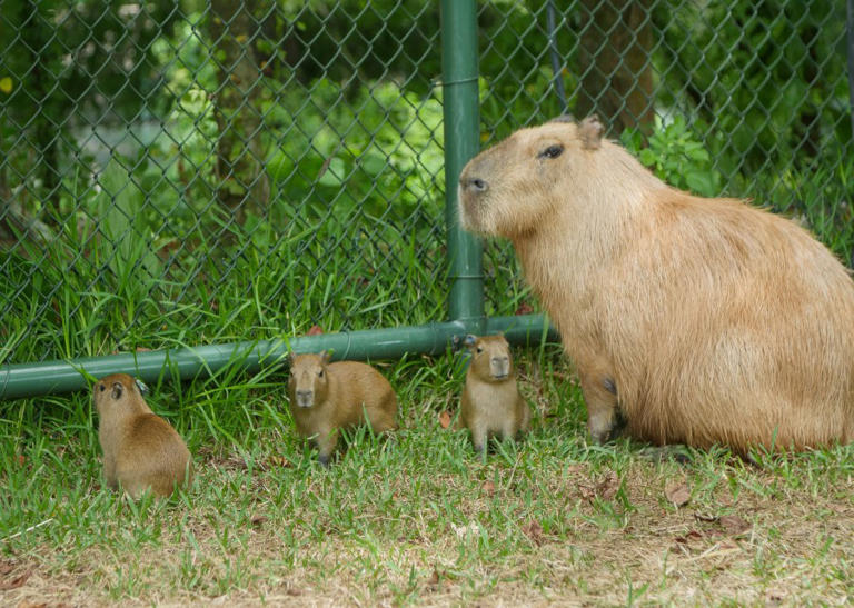 Three capybaras born at the Audubon Zoo