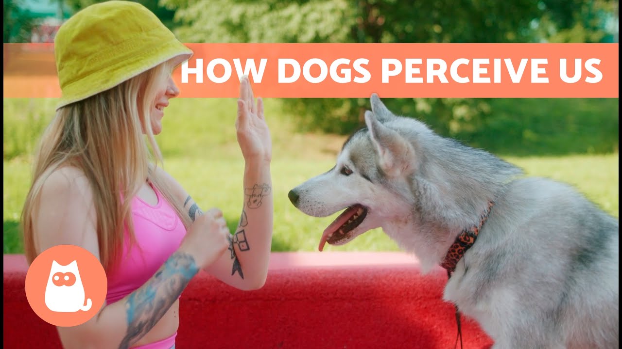 How Do DOGS SEE HUMANS? 🐶🧍🏻‍♀️ Do They See Us as Their Parents?