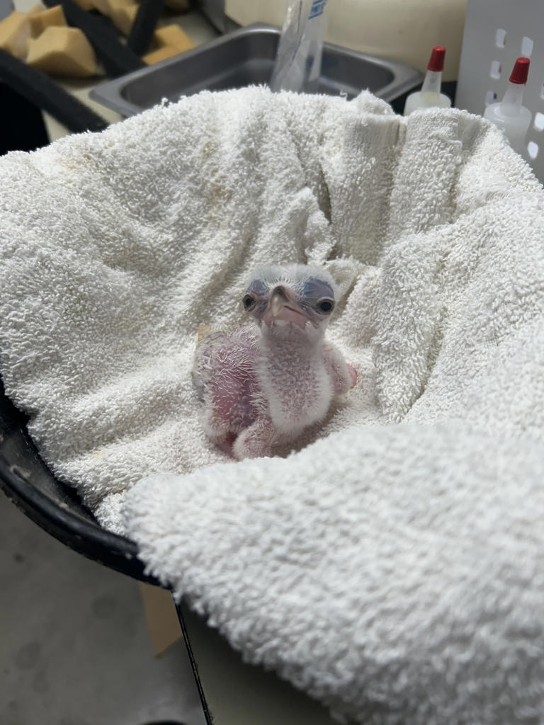 2nd secretary bird chick born at Abilene Zoo this year