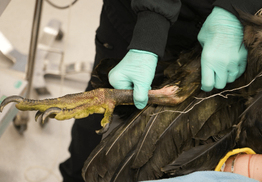 California condor dies of lead poisoning despite efforts by Oakland Zoo