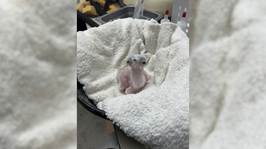 2nd secretary bird chick born at Abilene Zoo this year