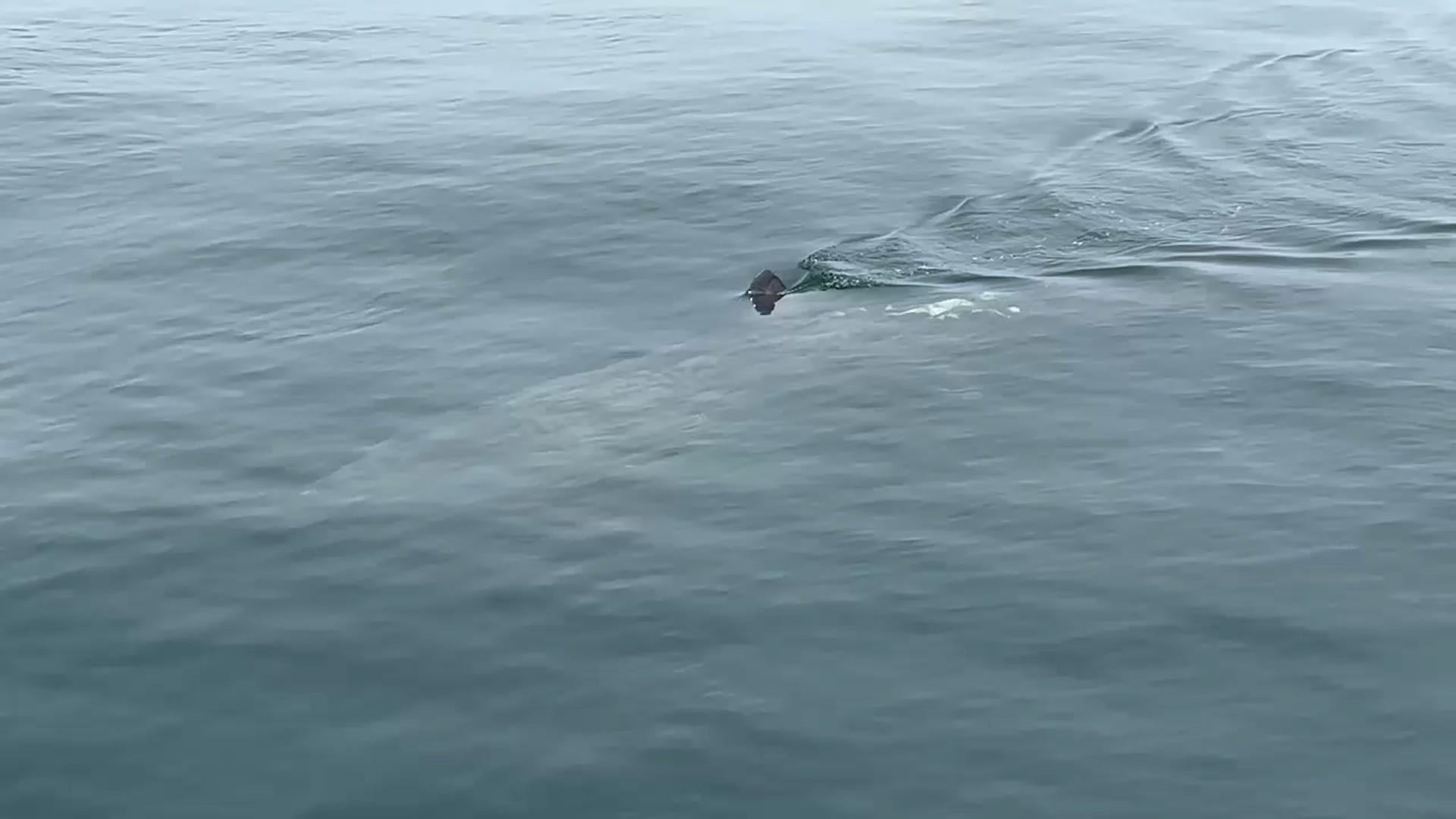 Basking shark spotted off island along Maine's Midcoast