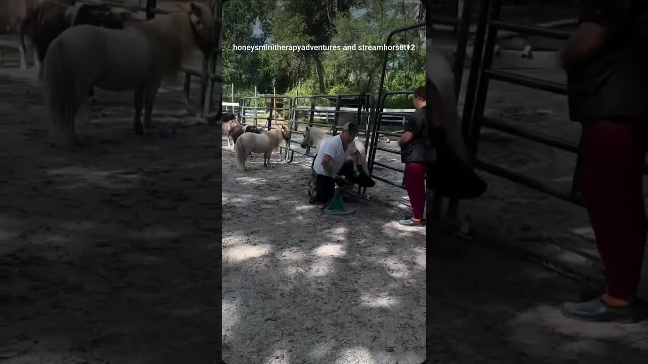 streamhorse: mini therapy horses hoof pedicure day
