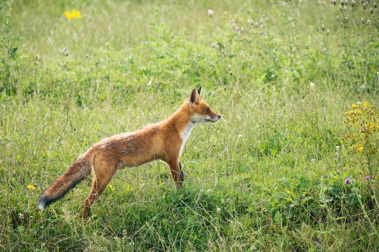 Raymore Animal Control sees rise in reports of foxes infected with mange