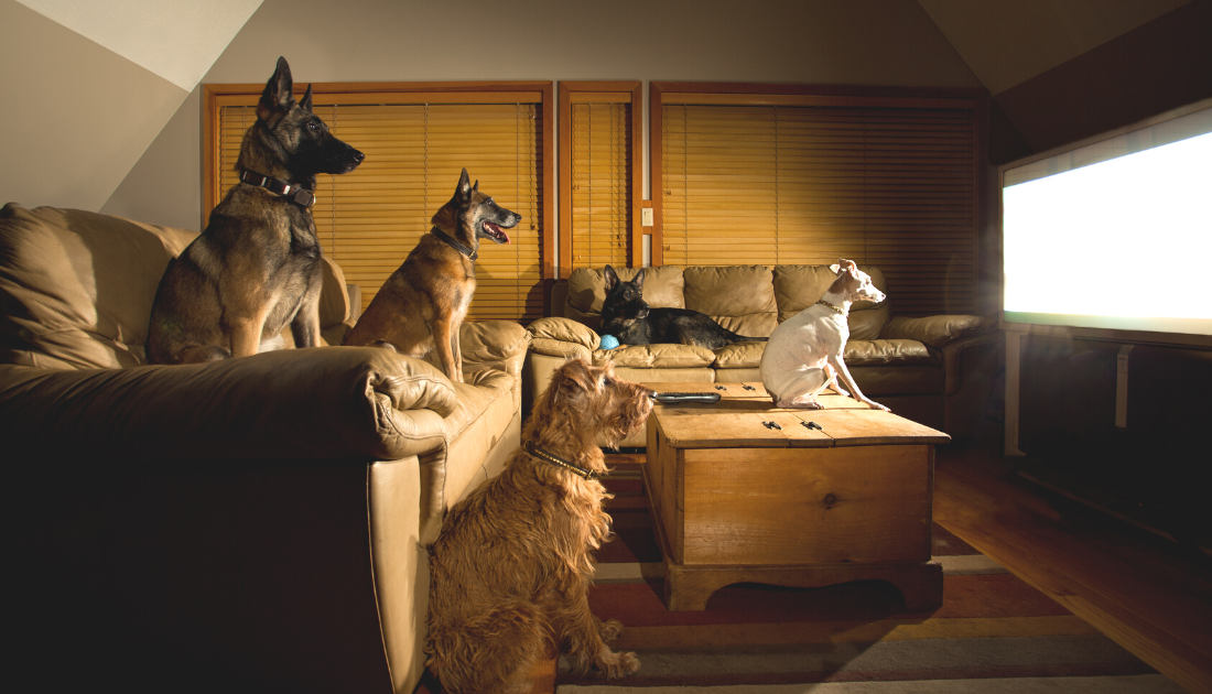 Science Confirms Dogs Really Do Watch TV—And They Have Preferences