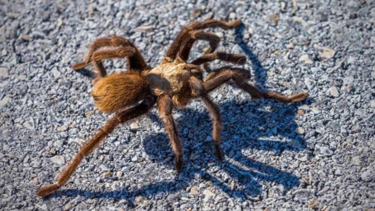 Tarantula season in the US: These states can expect 'hordes' of ...