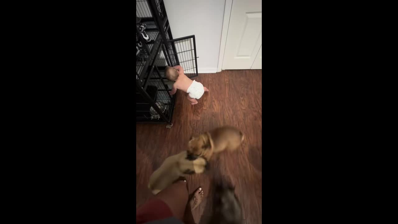 Baby and dogs play together happily in Gainesville, Florida