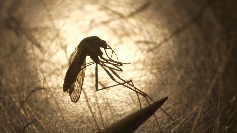 Child among first human West Nile Virus cases of 2025 in New Jersey ...
