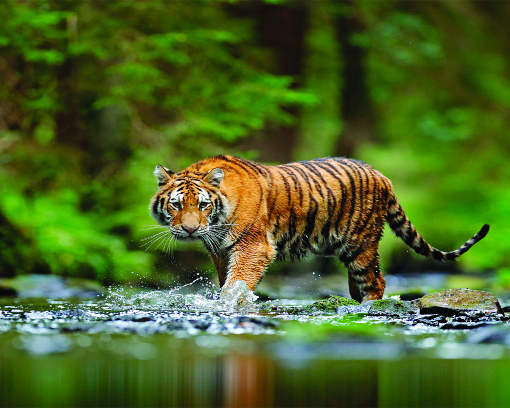 Roar for Resilience: Why Saving Tigers Equates to Saving Ourselves