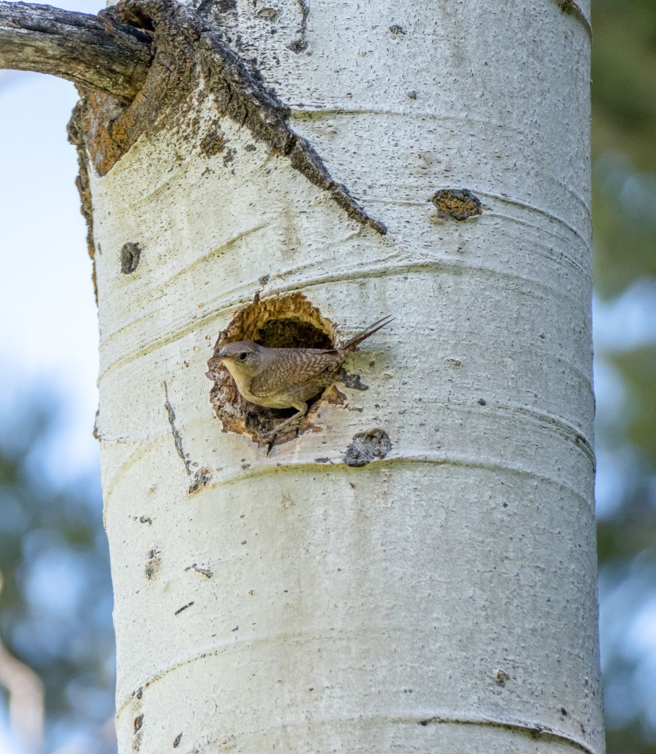 Reintroduced Wolves Are Helping Baby Aspen Trees Flourish in Northern ...