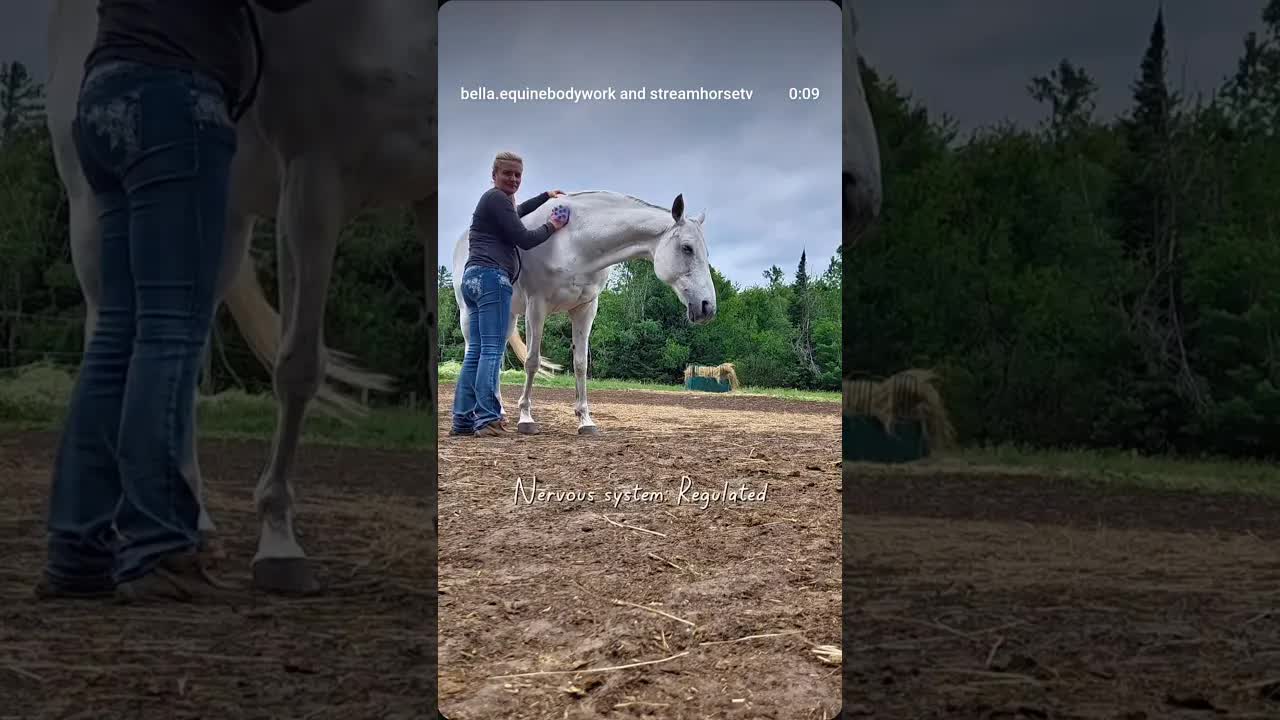 streamhorse: equine bodywork: regulated nervous system in a chaotic ...