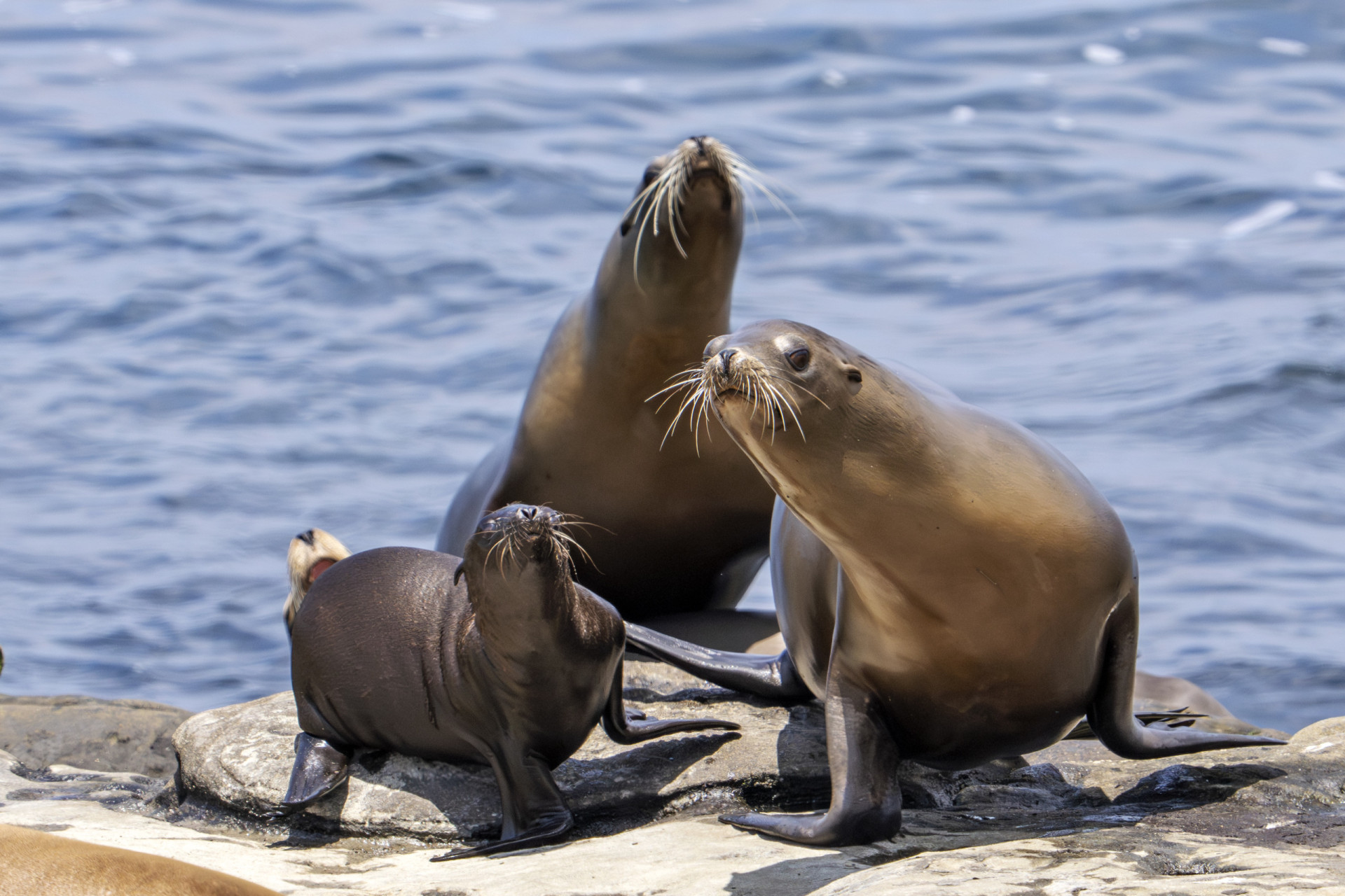 Sea lions and seals: what's the difference?